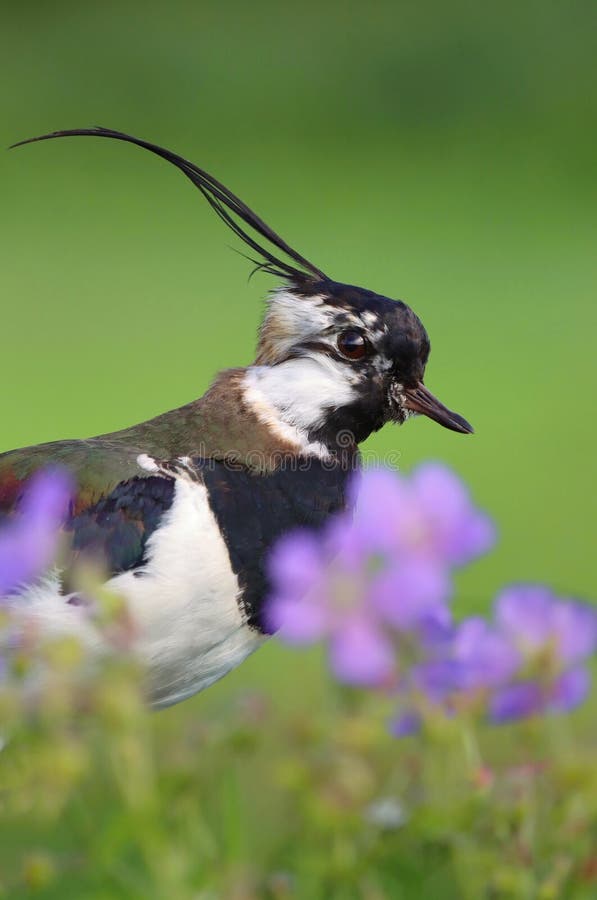 Crested Northern Lapwing during Spring Stock Photo - Image of birding ...
