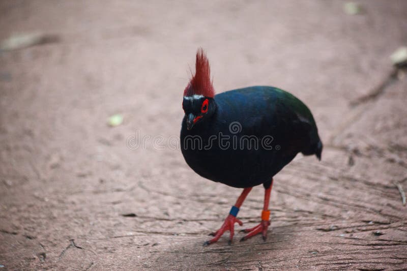 Crested Partridge Rounded Bird with Its Red Feather Head Stock Photo ...