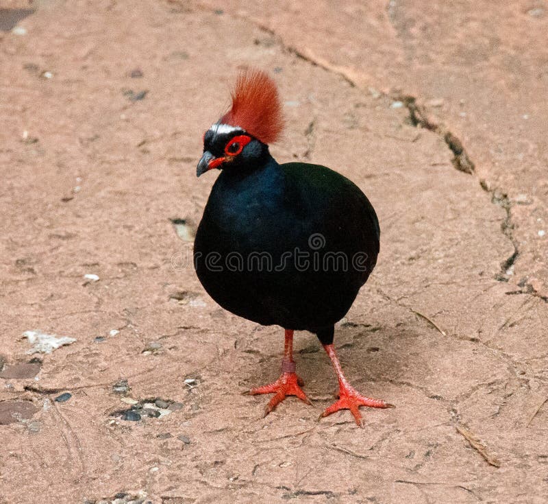 Crested Partridge Rounded Bird with Its Red Feather Head Stock Photo ...
