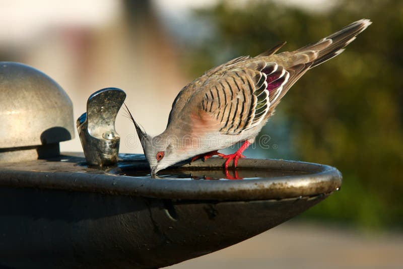 Pigeon Drinking Water on a Hot Summer Day Stock Photo - Image of city ...