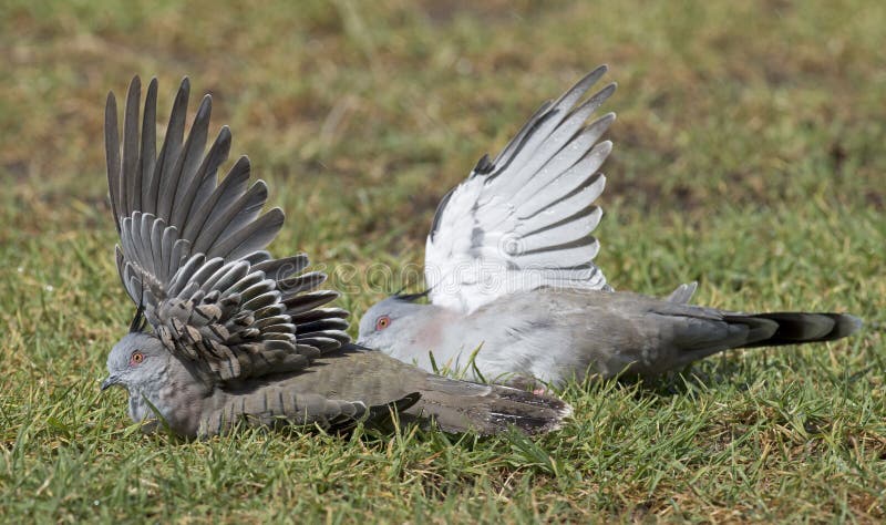 Crested Pigeons stock image. Image of pair, birds, pigeon - 71105801