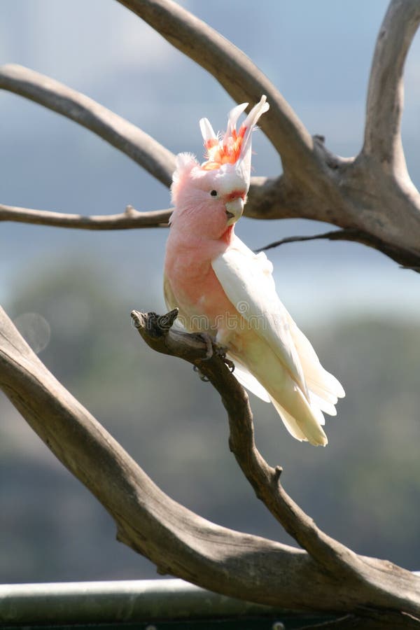 Pink Parrot stock photo. Image of beauty, parrots, fauna - 8124590