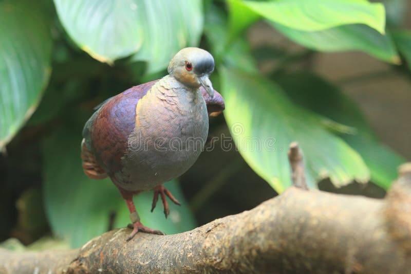 Crested quail-dove stock image. Image of bird, nature - 297603621