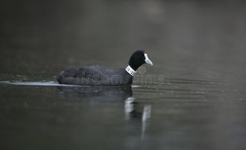 Crested or Red-knobbed Coot, Fulica Cristata Stock Photo - Image of ...