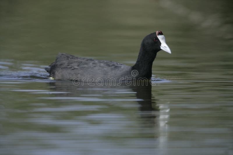 Crested or Red-knobbed Coot, Fulica Cristata Stock Photo - Image of ...