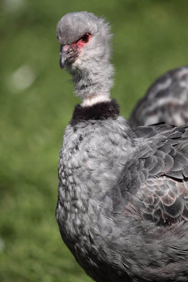 Crested screamer stock photo. Image of nature, chauna - 31347364