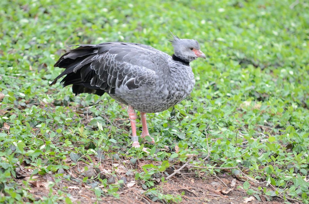 Crested screamer stock photo. Image of field, body, black - 32368150