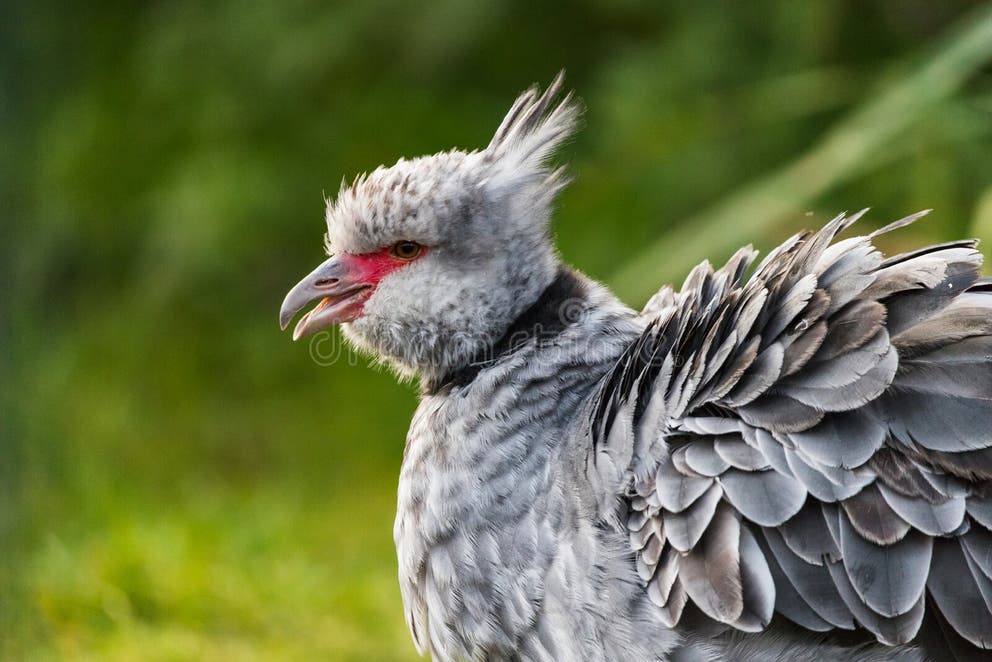 Crested Screamer with Its Beak Open Stock Photo - Image of beak ...