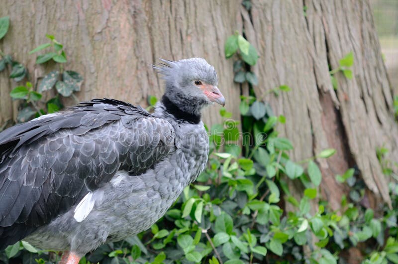 Crested Screamer Near a Tree Stock Photo - Image of rest, vines: 32368606