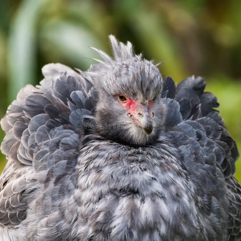 Crested Screamer Square Crop Stock Photo - Image of beak, fowl: 178269220
