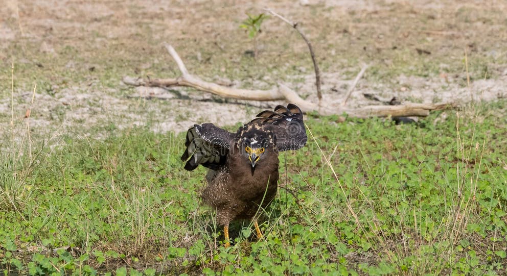 Crested Serpent Eagle in Forest Stock Photo - Image of birdwatching ...
