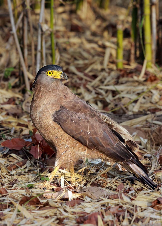 Crested serpent eagle stock image. Image of claws, wildlife - 31061669