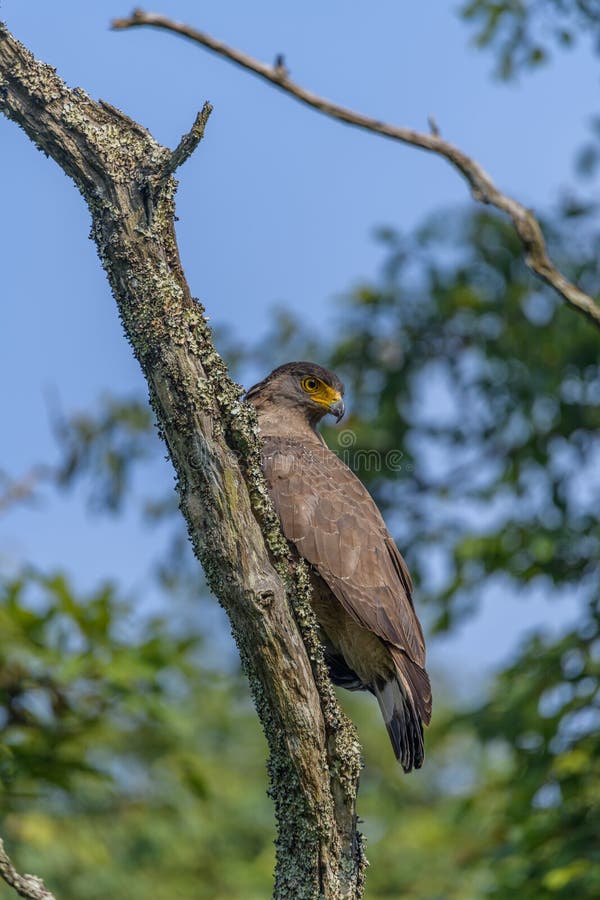 A Crested Serpent Eagle in Search of Next Meal Stock Image - Image of ...