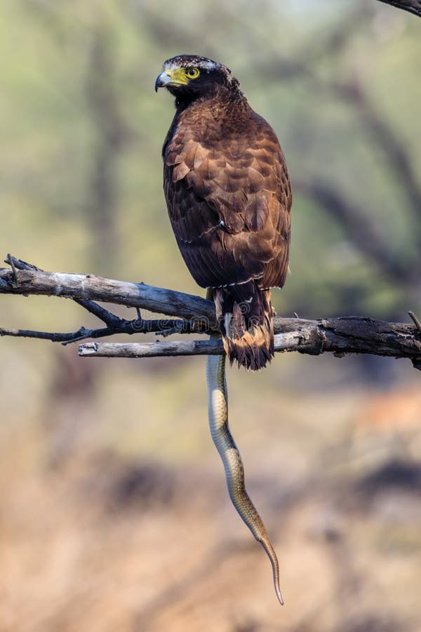 Crested Serpent Eagle with a Snake Caught Stock Photo - Image of kill ...