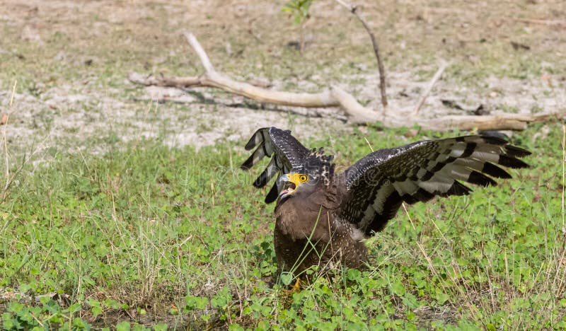 Crested Serpent Eagle in Forest Stock Photo - Image of branch, seabird ...
