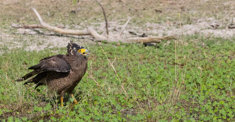 Crested Serpent Eagle in Forest Stock Photo - Image of birding ...