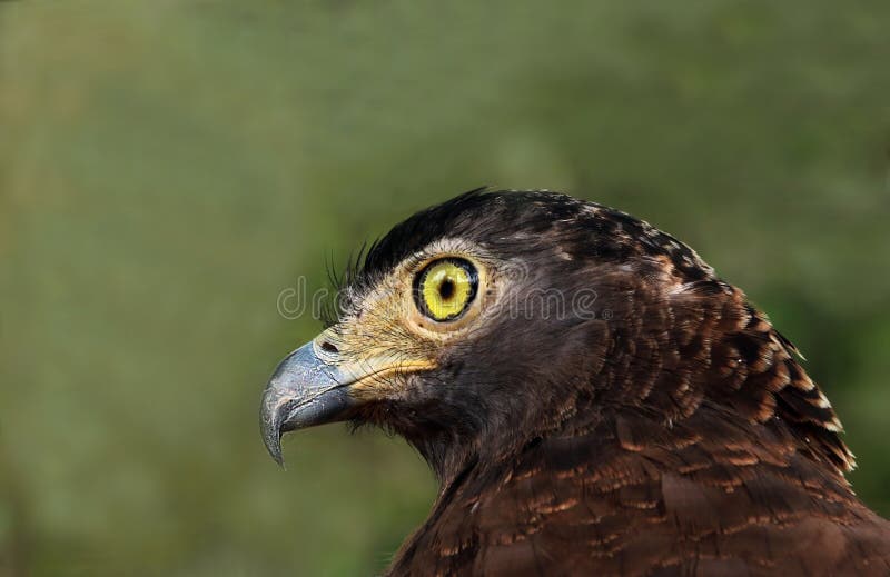 Eagleseye Stock Photos - Free & Royalty-Free Stock Photos from Dreamstime