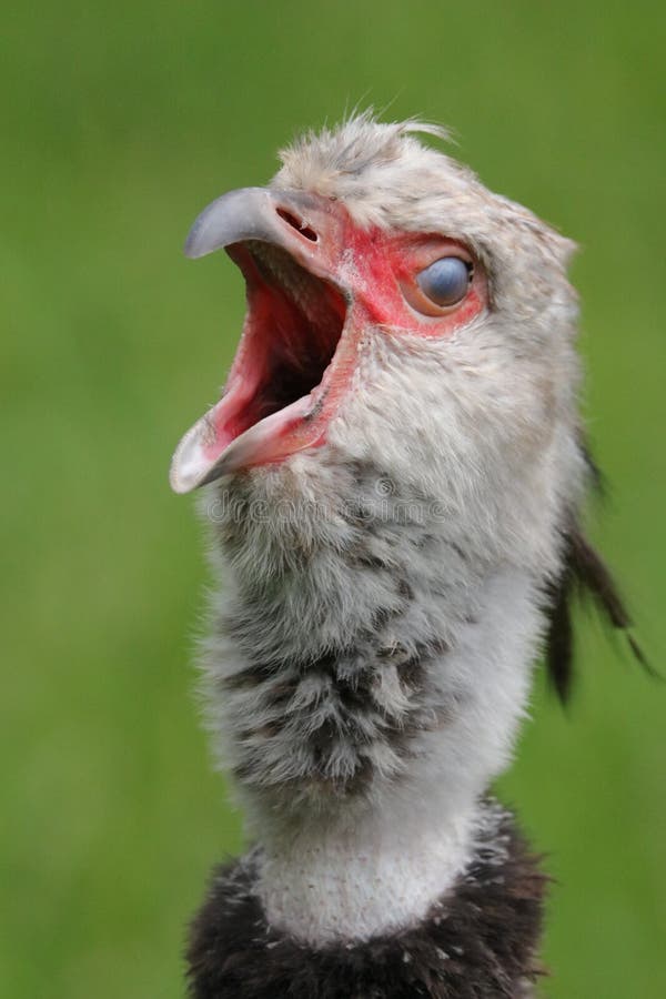 The Crested Southern Screamer Bird Stock Photo - Image of screamer ...