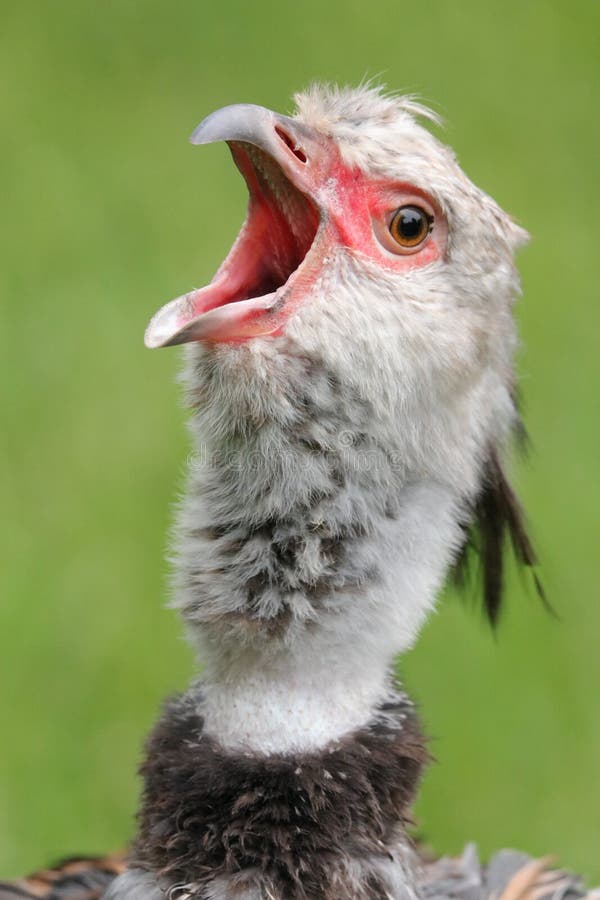 The Crested Southern Screamer Stock Photo - Image of wild, crested ...