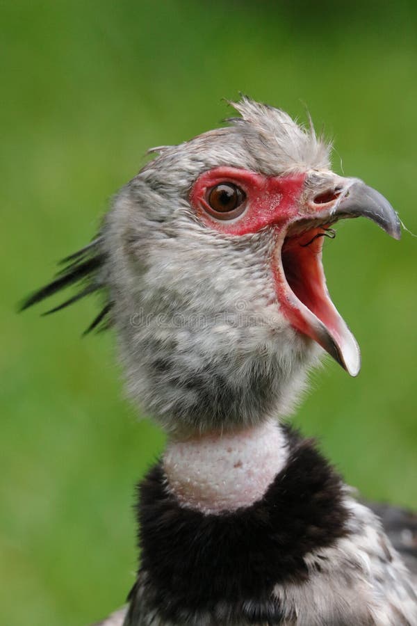 The Crested Southern Screamer Stock Photo - Image of wild, love: 224629228
