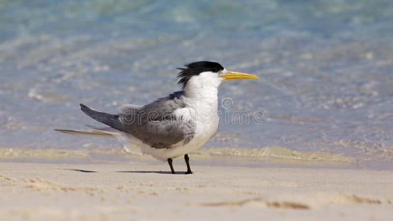 Crested Tern stock photo. Image of animal, tern, perth - 17634512