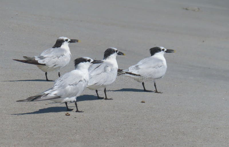 Crested Terns on the Beach in Florida, Closeup Stock Image - Image of ...