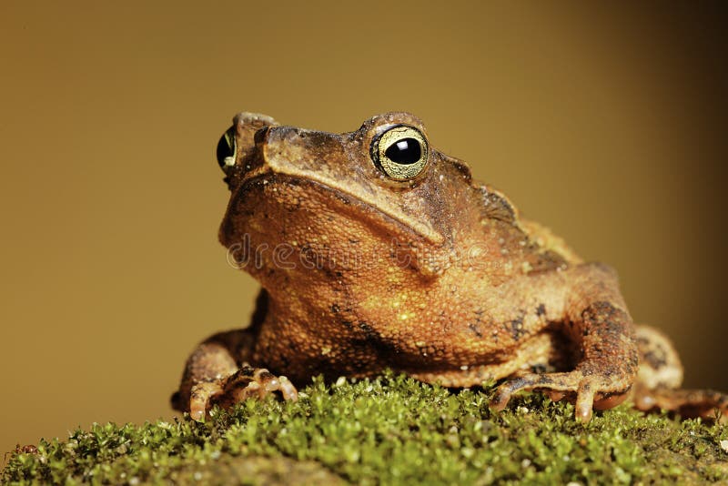 Crested Toad Wild Animal Close Up Big Eyes Stock Image - Image of ...