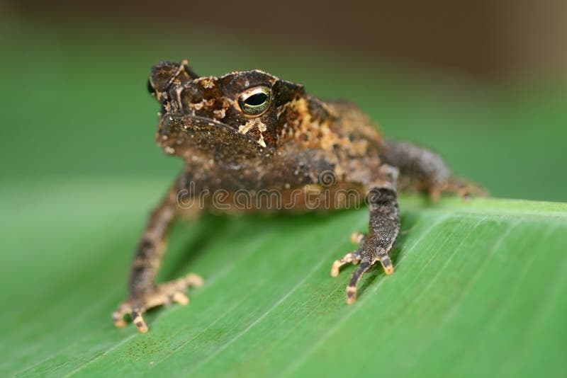 Crested Toad Wild Animal Close Up Big Eyes Stock Image - Image of ...