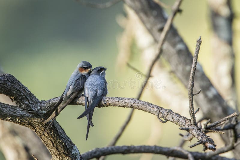 Crested Treeswift in Ella, Sri Lanka Stock Image - Image of specie ...