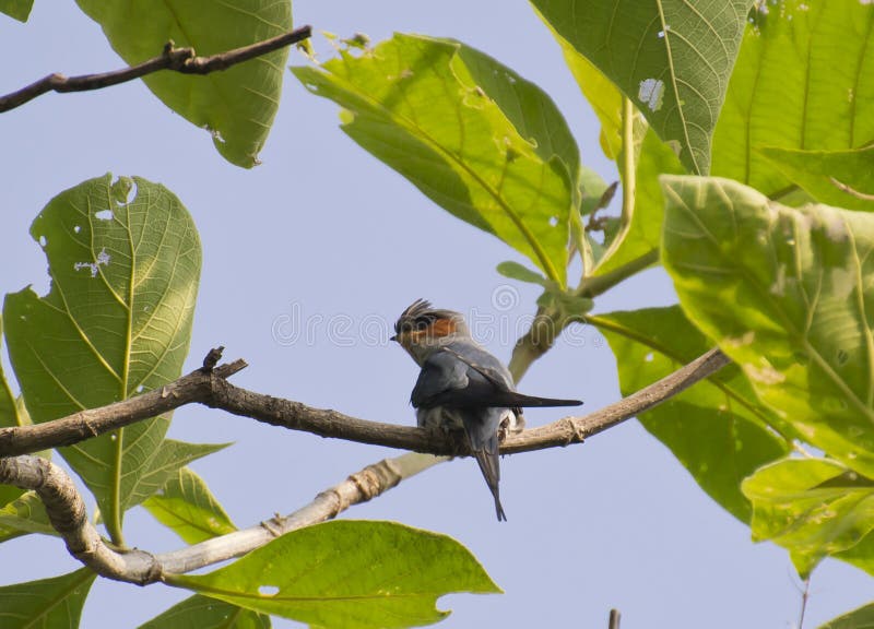 Crested Treeswift Bird India Stock Photo - Image of tree, male: 59858894