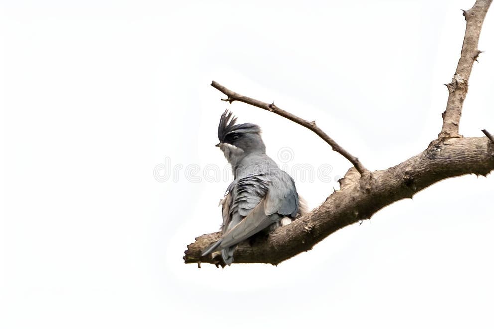 Crested Treeswift Perching on Tree Branch in Background of Sky Stock ...