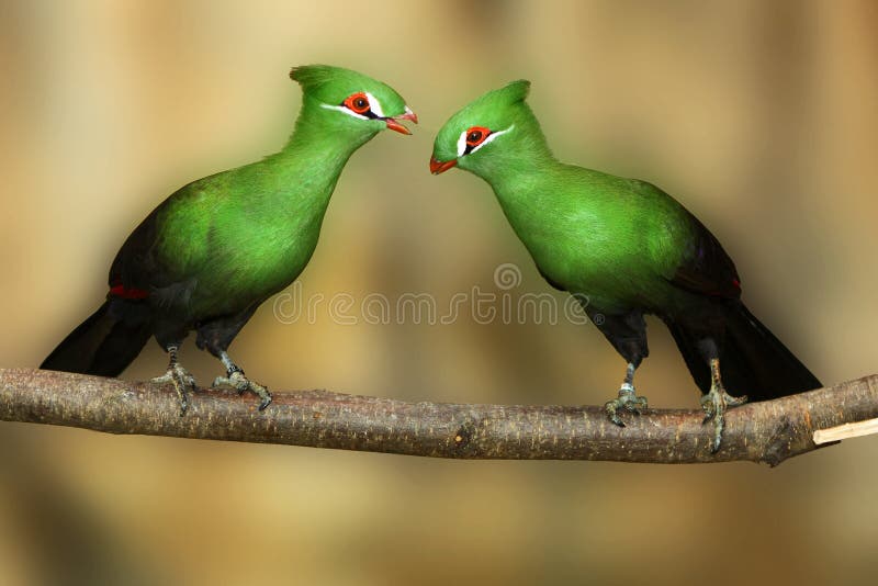Crested Turaco stock image. Image of face, crested, nature - 30020645