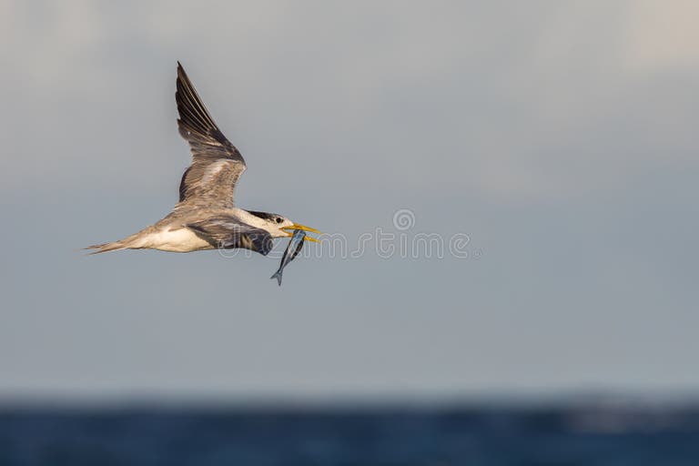Crested Turn Returning To Nesting Area from Feeding Grounds with a ...
