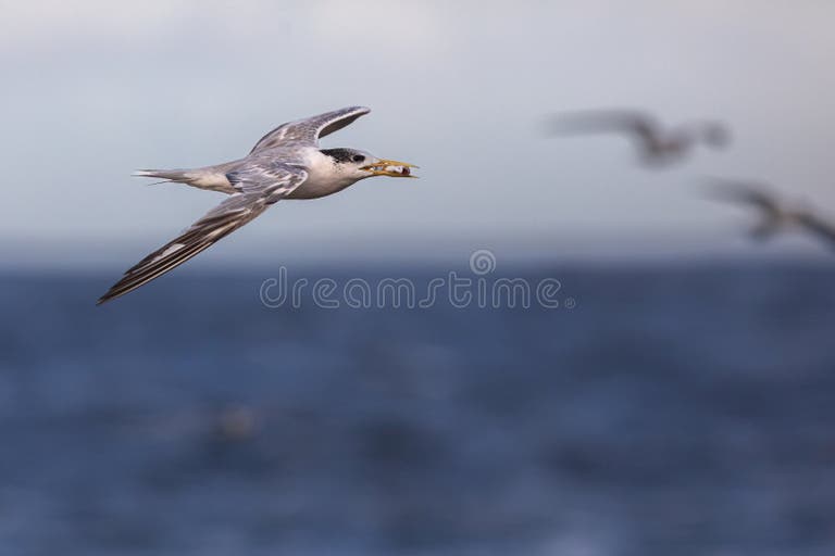 Crested Tern Returning To Nesting Area from Feeding Grounds with a ...