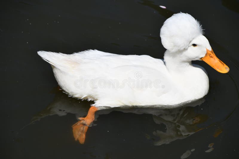 Crested Pekin Duck Stock Photos - Free & Royalty-Free Stock Photos from ...