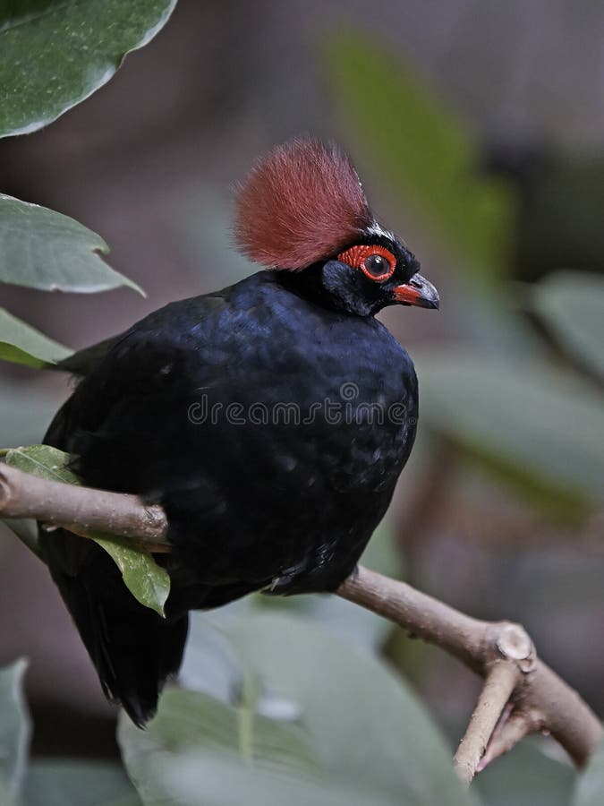 Crested Wood Partridge (Rollulus Roulroul) Stock Image - Image of black ...