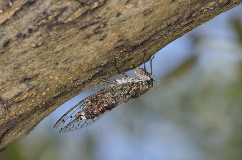 Crete / Cicada stock image. Image of loud, insects, greek - 142431