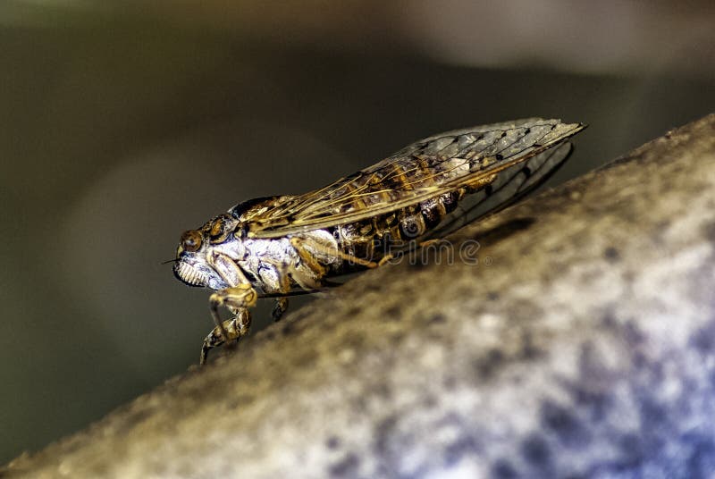 Cretan Cicada in Gouves, Crete, Greece Stock Photo - Image of color ...