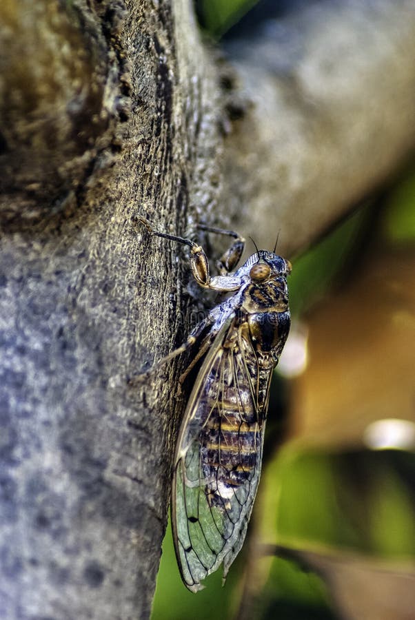 Cretan Cicada / Cicada Cretensis - Gouves, Crete, Greece Stock Photo ...