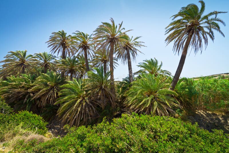 Cretan Date Palm Tree on Vai Beach Stock Photo - Image of greece ...