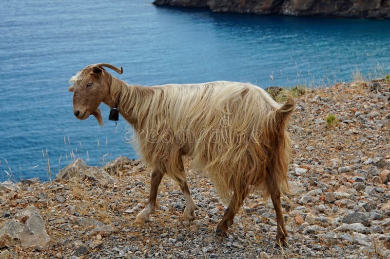 Cretan goat stock photo. Image of horns, cute, feeding - 269862004