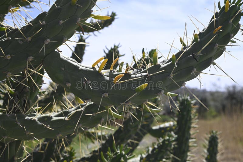Cretan Plants from Different Places Stock Photo - Image of ...