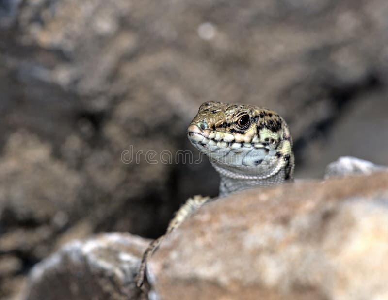 Cretan Wall Lizard, Crete stock photo. Image of color - 178556366