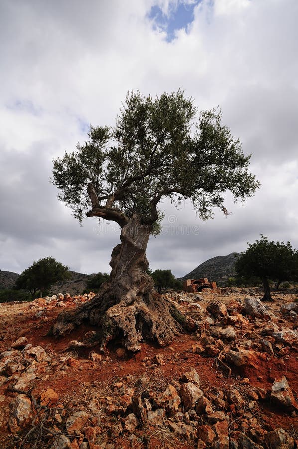 Olive tree and roots stock image. Image of oliva, ibiza - 316587