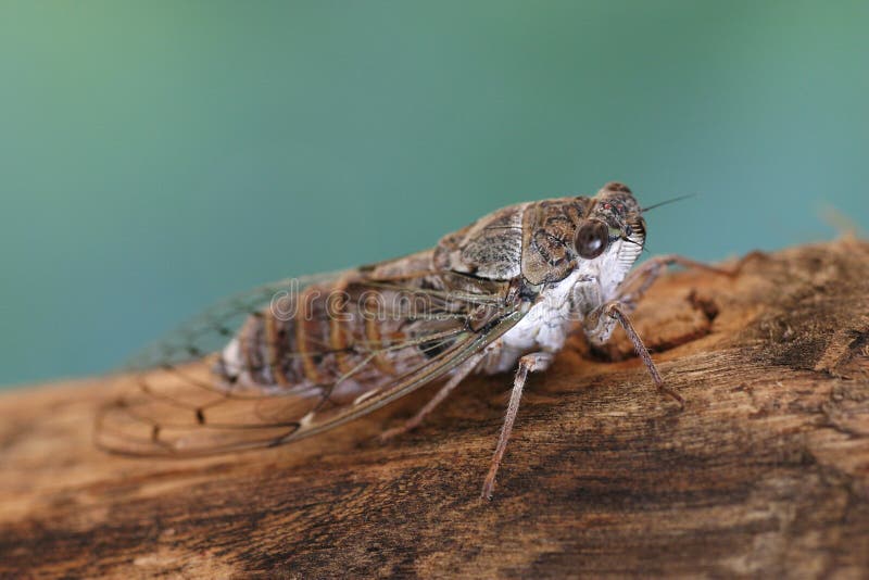 Crete / Cicada stock image. Image of loud, insects, greek - 142431