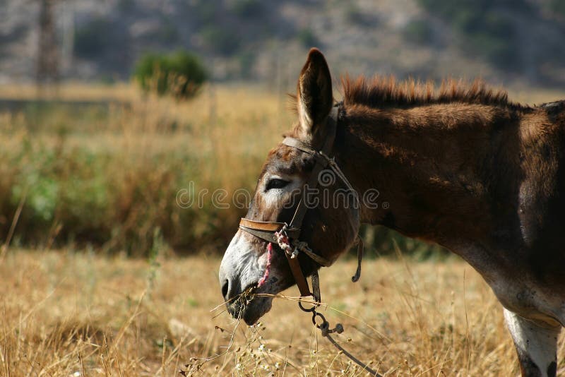 Crete / Donkey Picture. Image: 142493