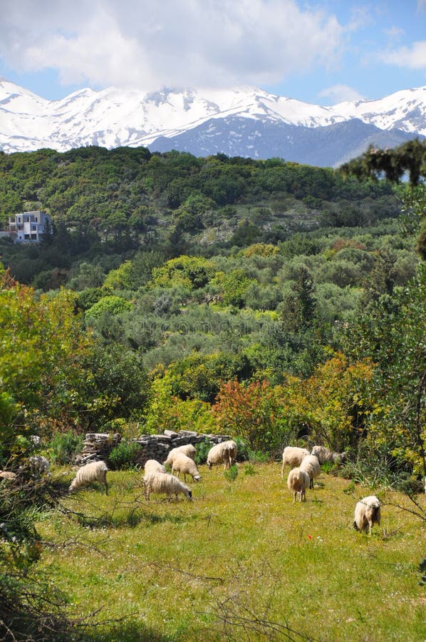 Crete landscape stock photo. Image of greece, meadow - 24766554