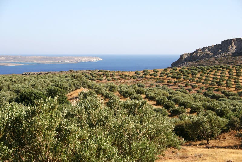 Crete / Olive trees stock image. Image of nature, landscape - 140889