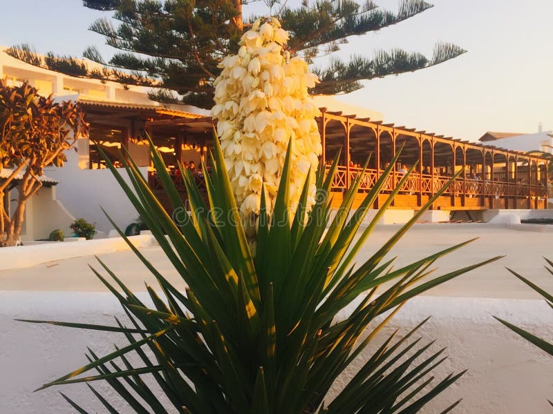 Creteâ€™s flower stock photo. Image of nature, crete - 199372580