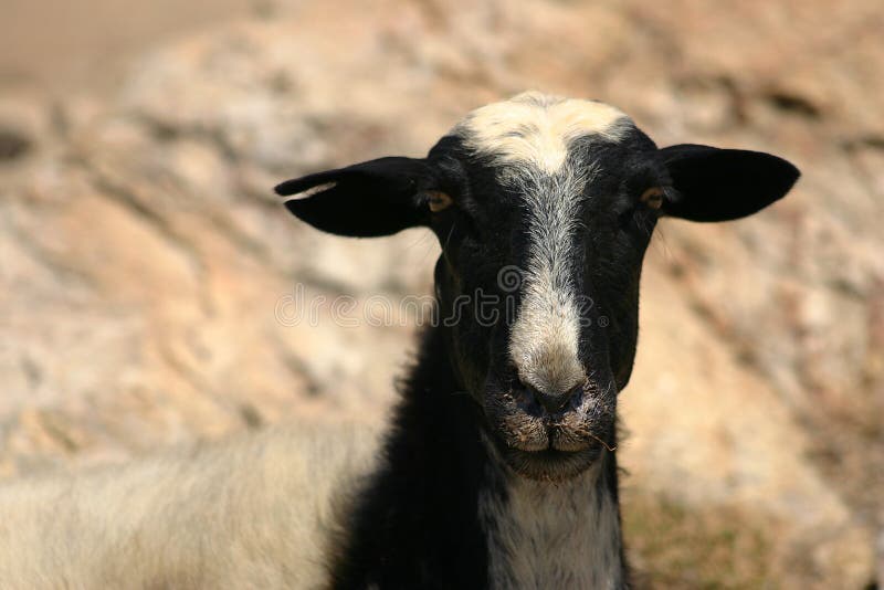 Crete / Sheep stock image. Image of nose, muzzle, cattle - 141079